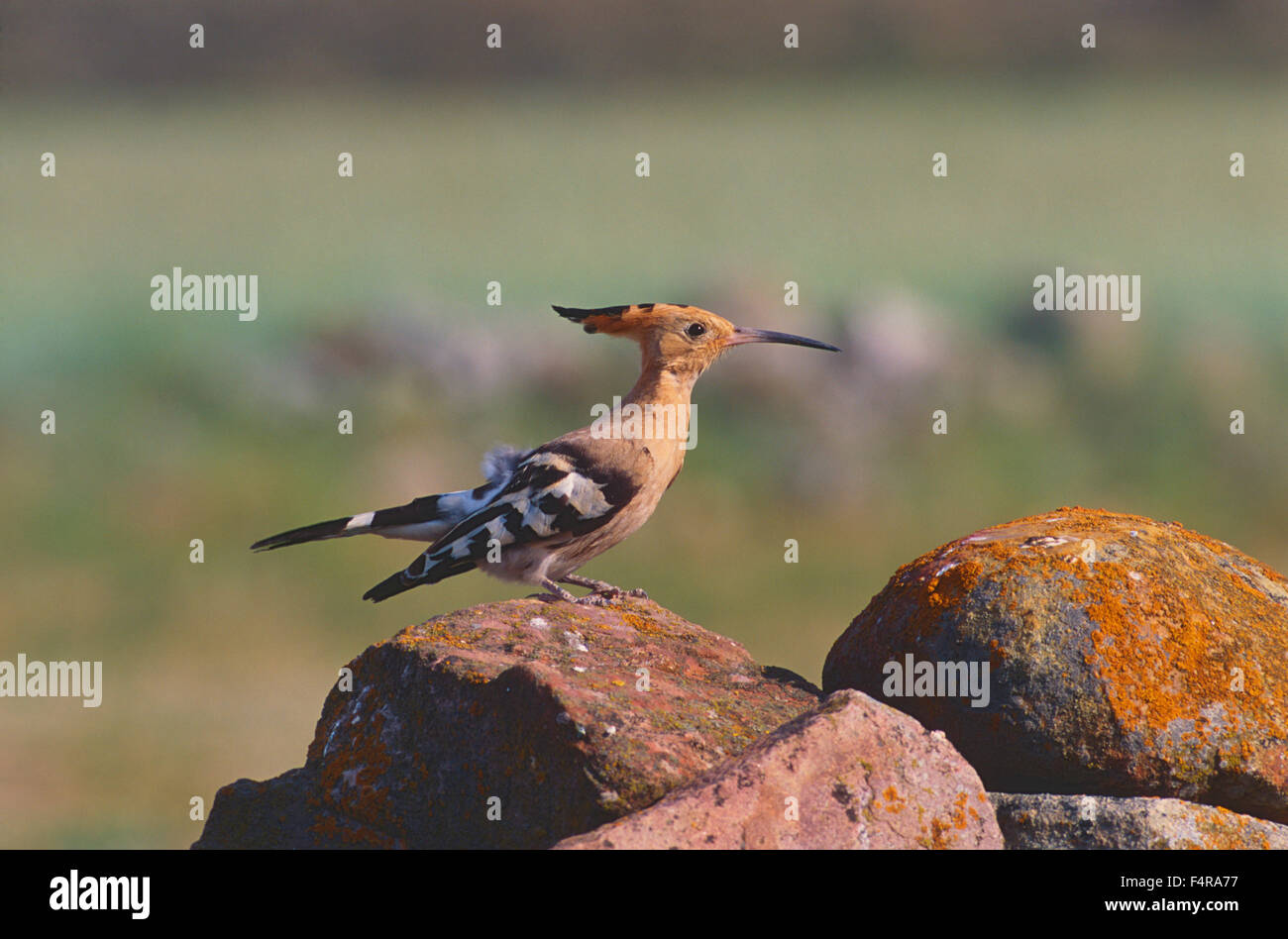 Eurasian Hoopoe, Upupa epops, Upupidae, bird, animal, Spain Stock Photo ...