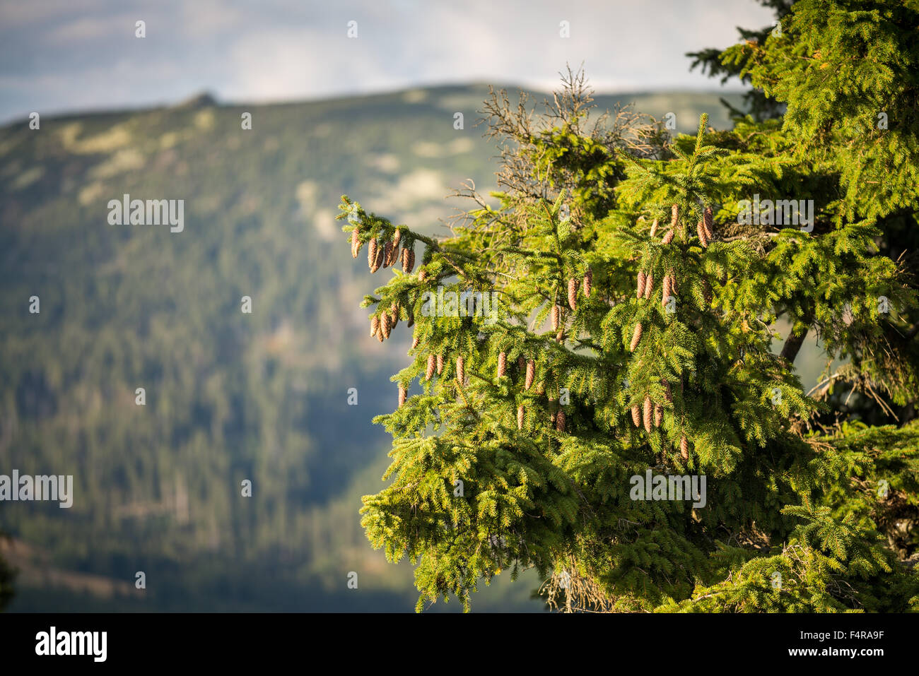 Krkonose National Park, Giant Mountains National Park, Eastern Bohemia ...