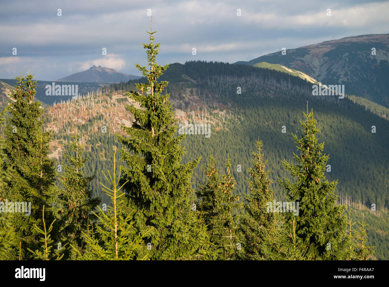 Krkonose National Park, Giant Mountains National Park, Eastern Bohemia ...