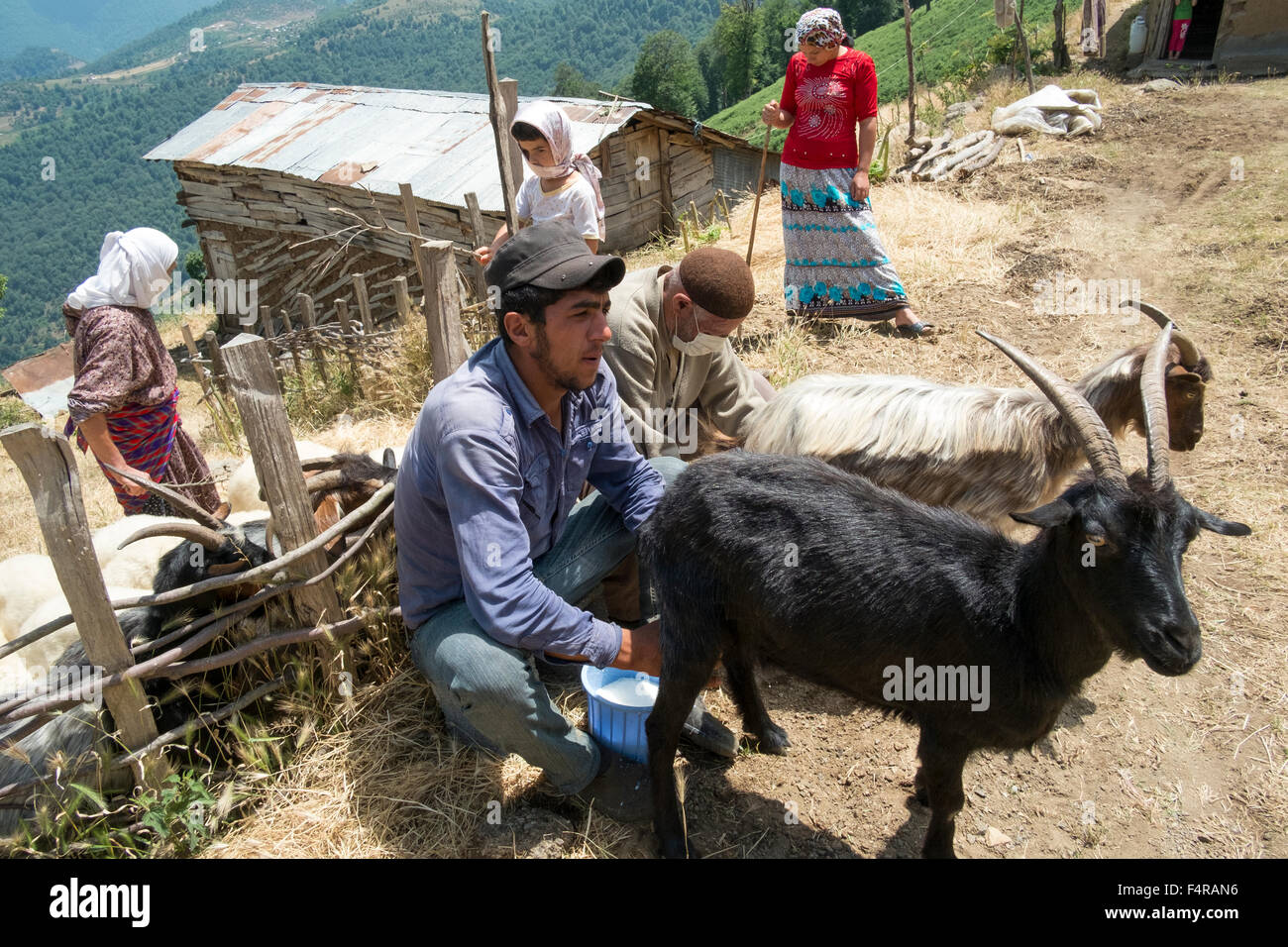 A farmer and his family milk goats on their farm in Almaas, Gilnan ...