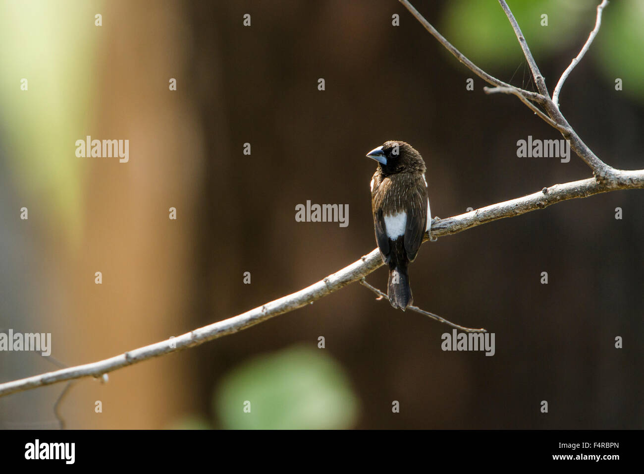 Lonchura striata hi-res stock photography and images - Alamy