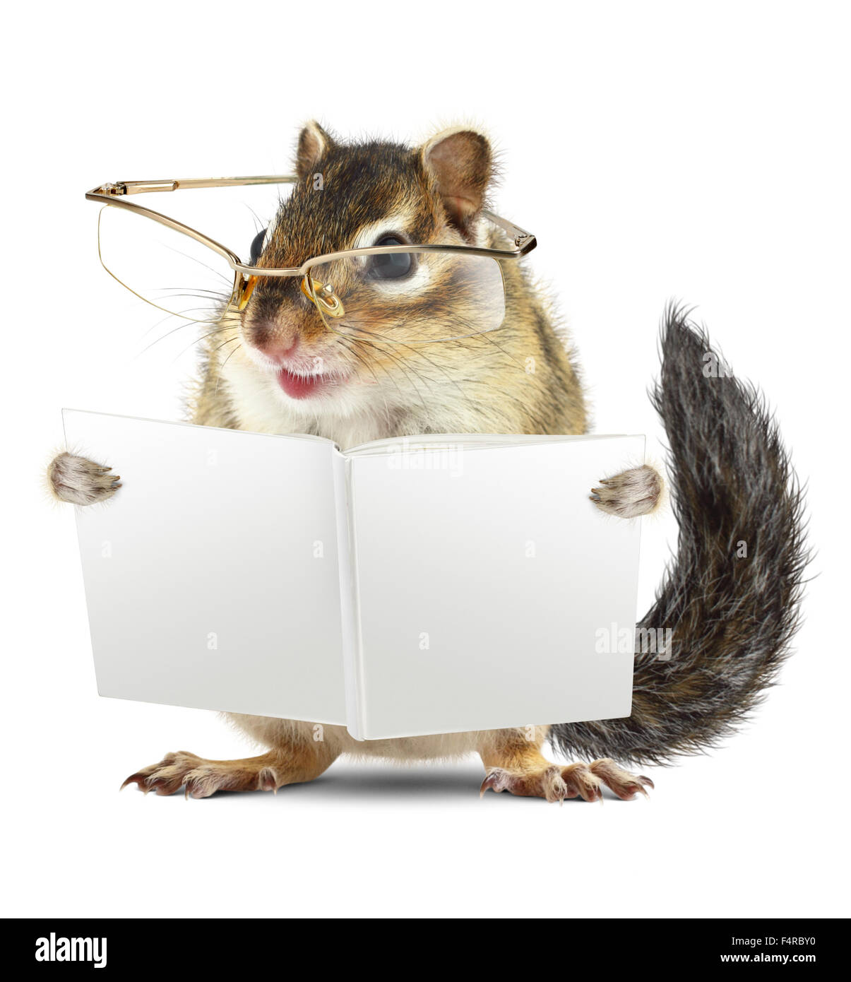 Smart squirrel Cut Out Stock Images & Pictures - Alamy