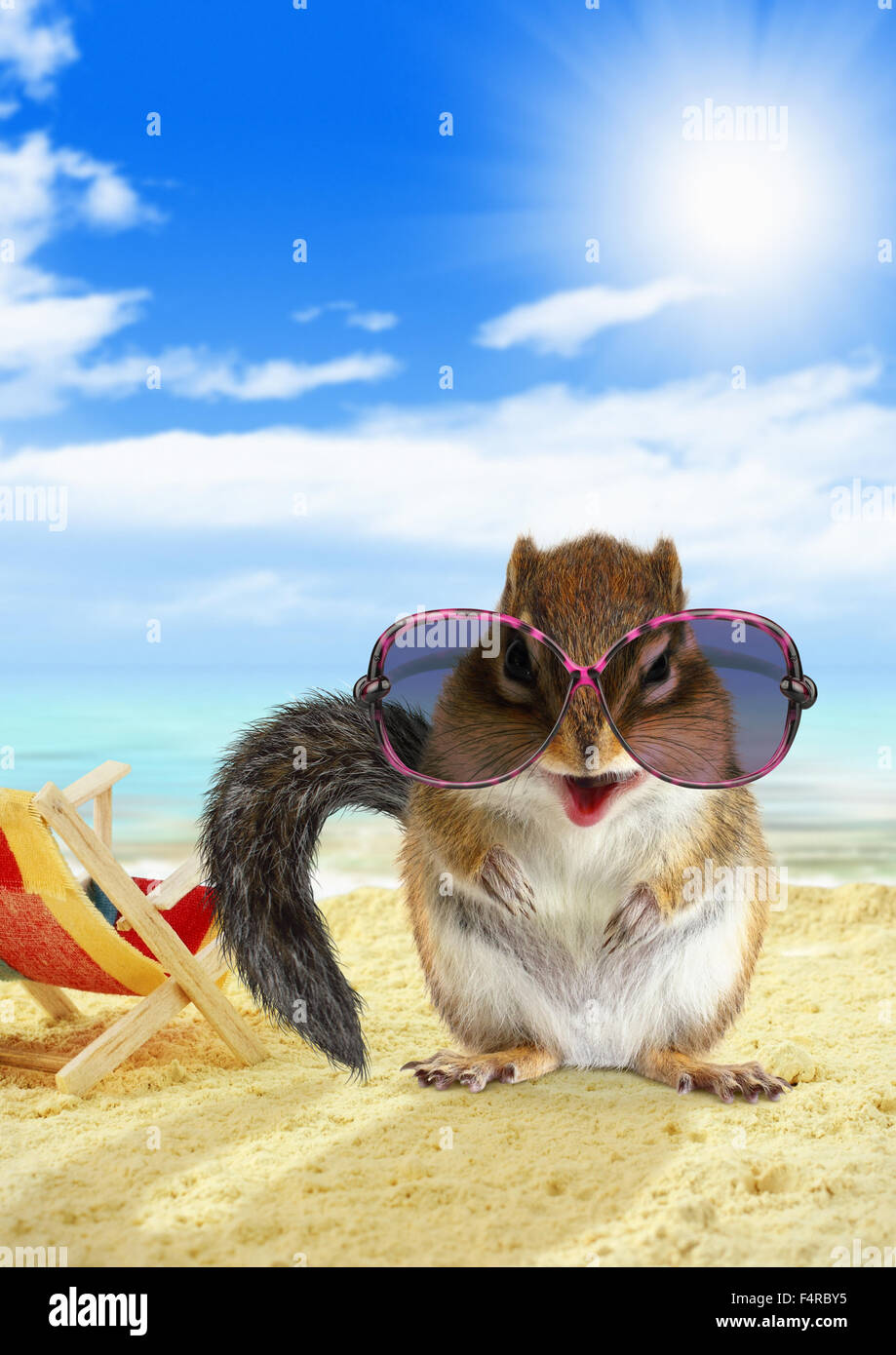 Funny animal chipmunk on sandy beach Stock Photo - Alamy