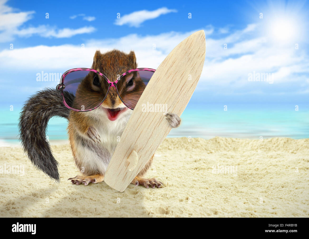 Funny animal squirrel with surfboard on the beach Stock Photo - Alamy