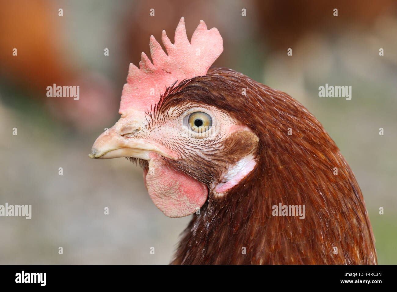 A British free range laying hen Stock Photo - Alamy