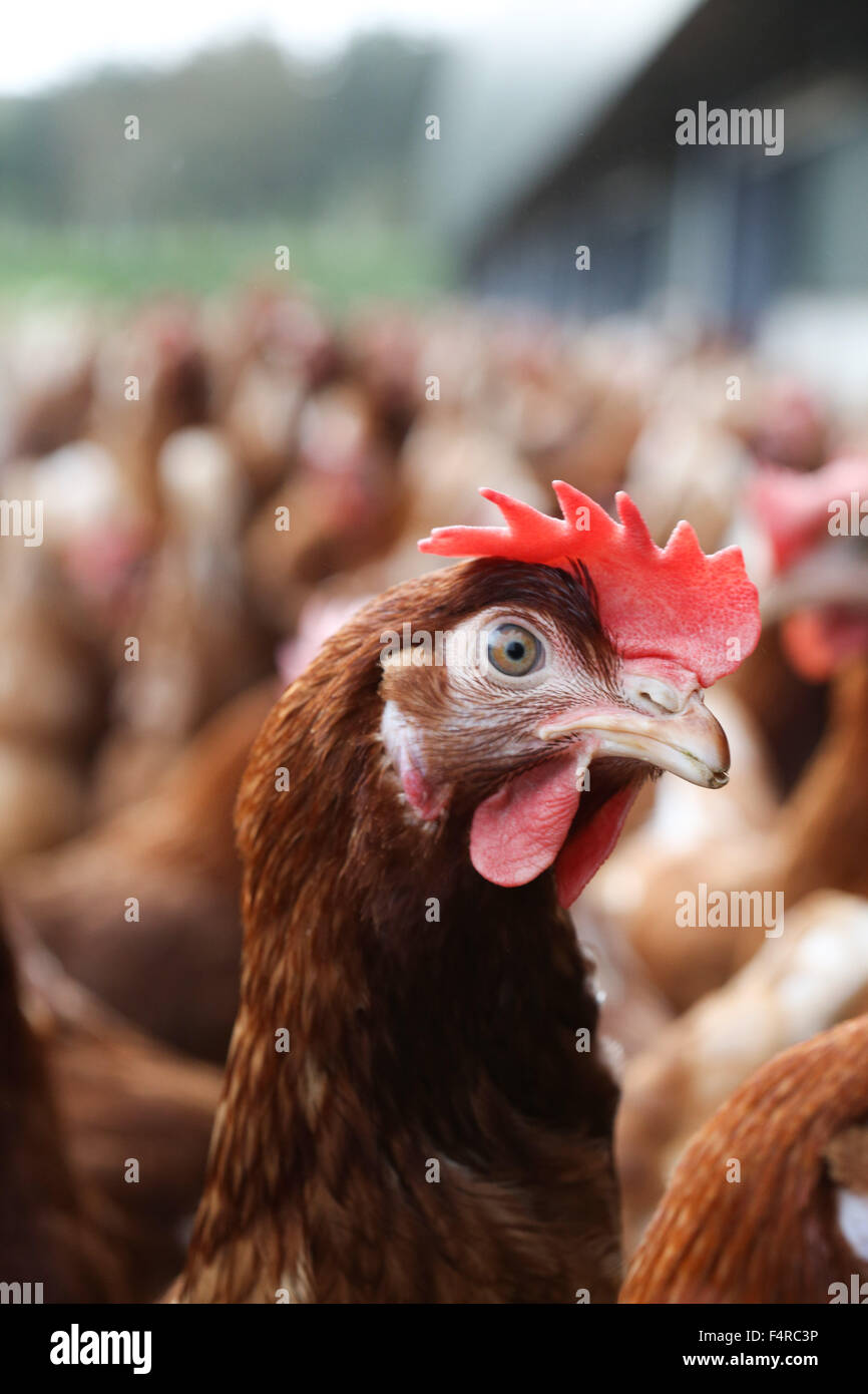 A British free range laying hen Stock Photo - Alamy