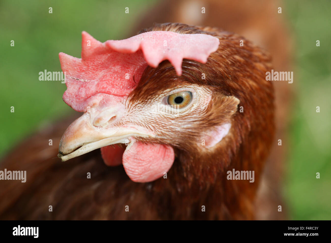 Hen laying egg hi-res stock photography and images - Alamy