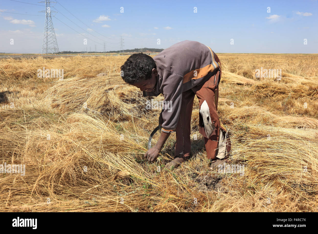 Amhara Region, farmers in the teff crop, teff, teff, millet dwarf ...