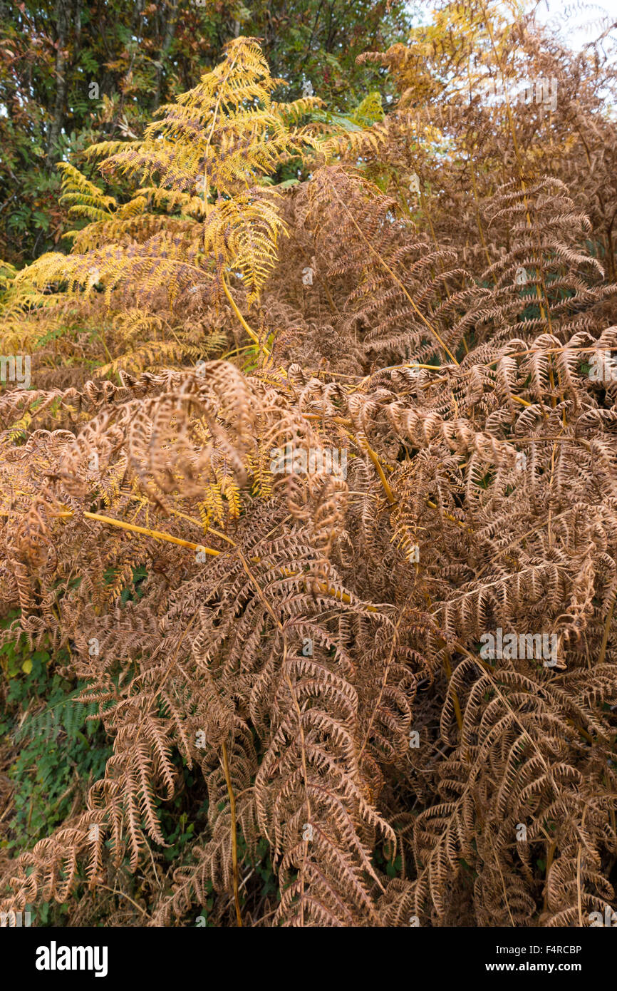 Dying down hi-res stock photography and images - Alamy