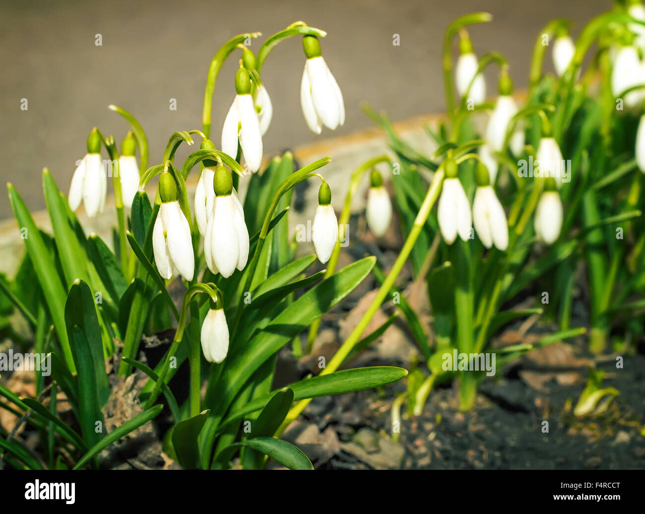 White flowers and buds of snowdrops among a green grass Stock Photo - Alamy