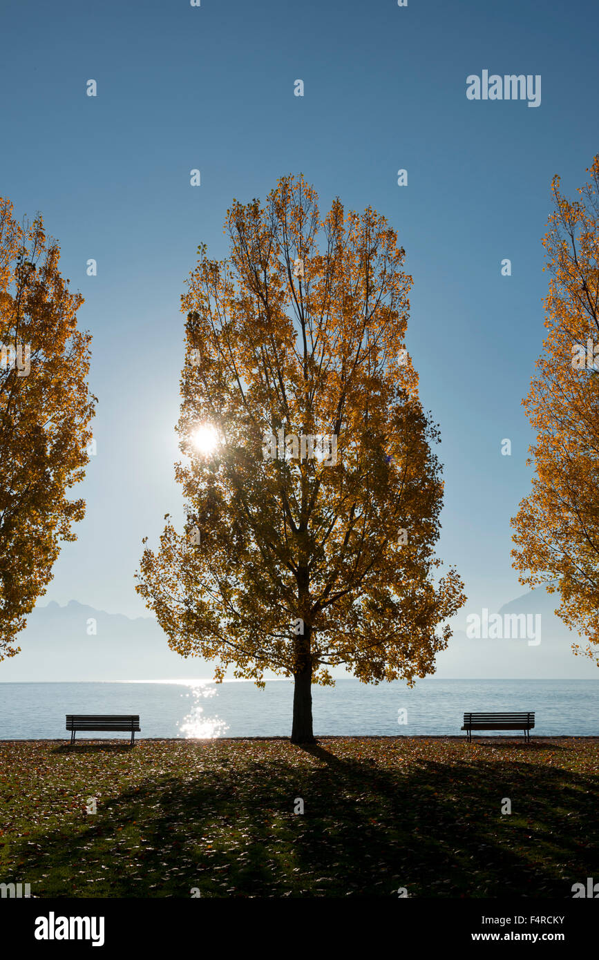 Switzerland, Quai, tree, Lac Léman, lake Geneva, lake, Lutry, autumn ...
