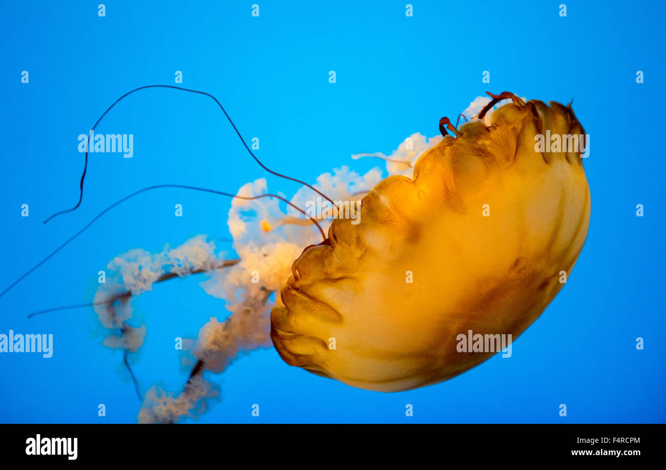 Sea nettle Jellyfish on display in a tank at the National Aquarium in ...