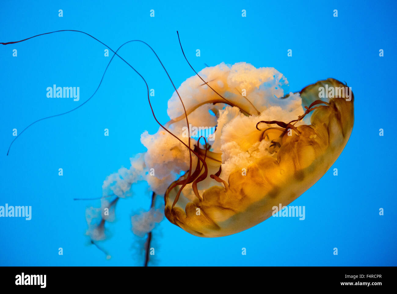 Sea nettle Jellyfish on display in a tank at the National Aquarium in ...