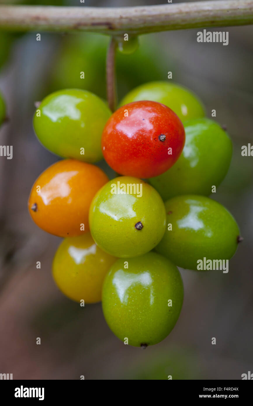 Close up detail of Black Bryony berries, Tamus communis Stock Photo - Alamy