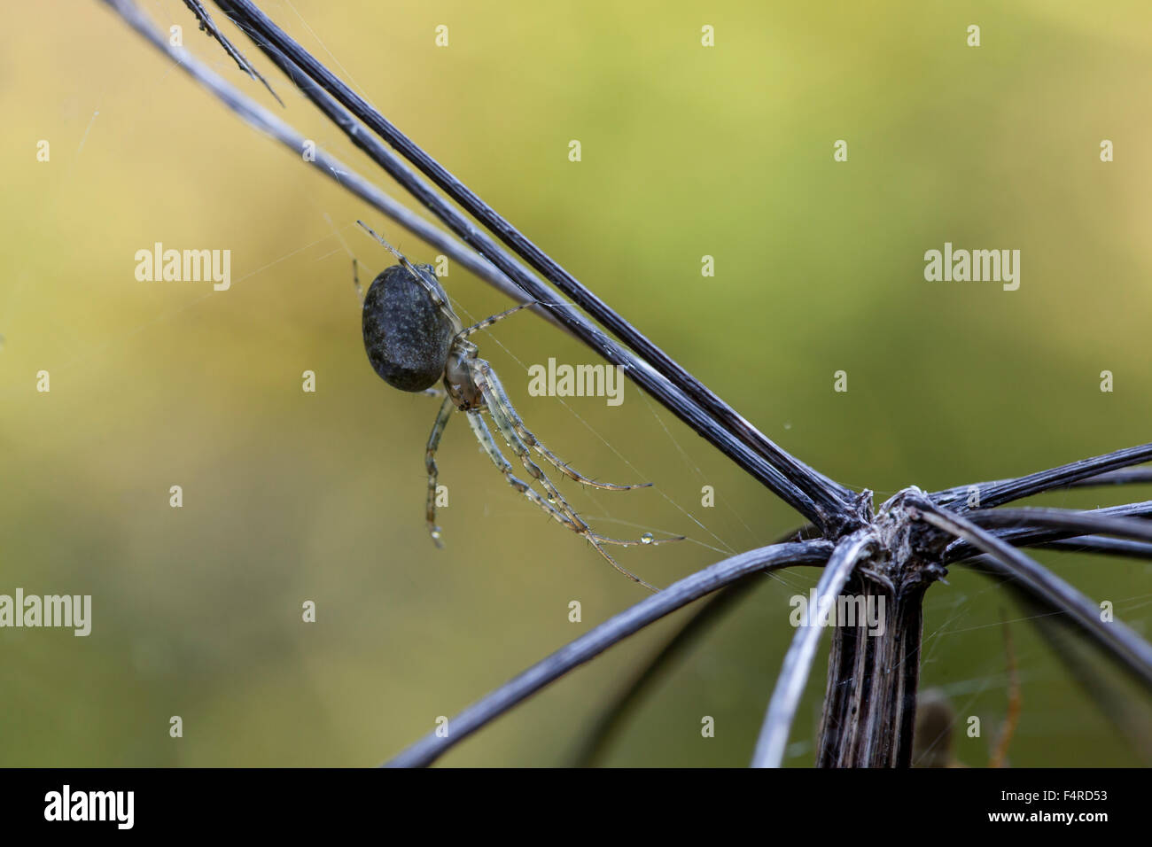 Spider profile UK Stock Photo - Alamy