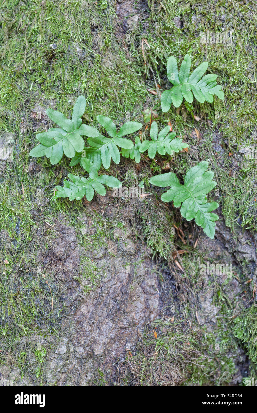 Common Polypody fern Stock Photo - Alamy