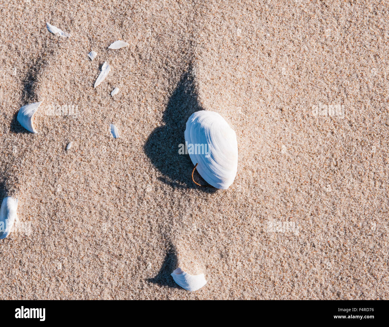white shell in the sand Stock Photo - Alamy