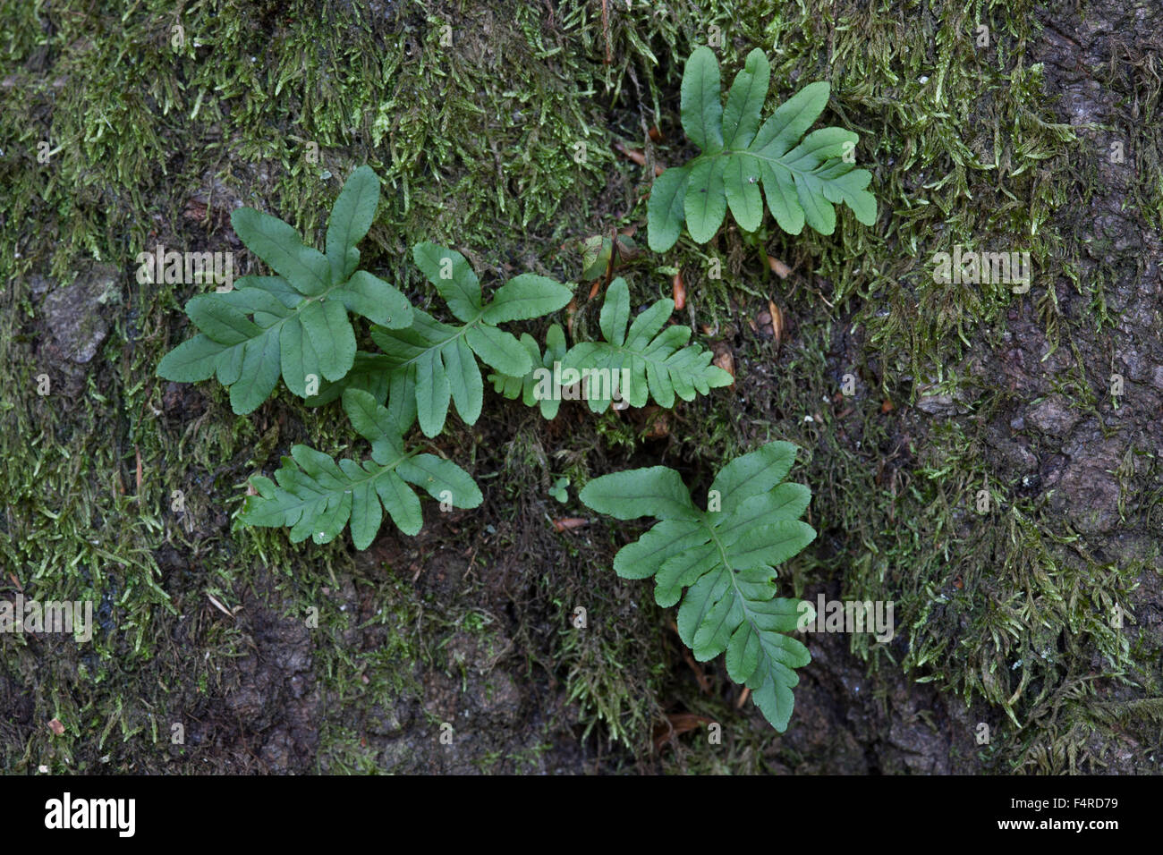 The common polypody hi-res stock photography and images - Alamy