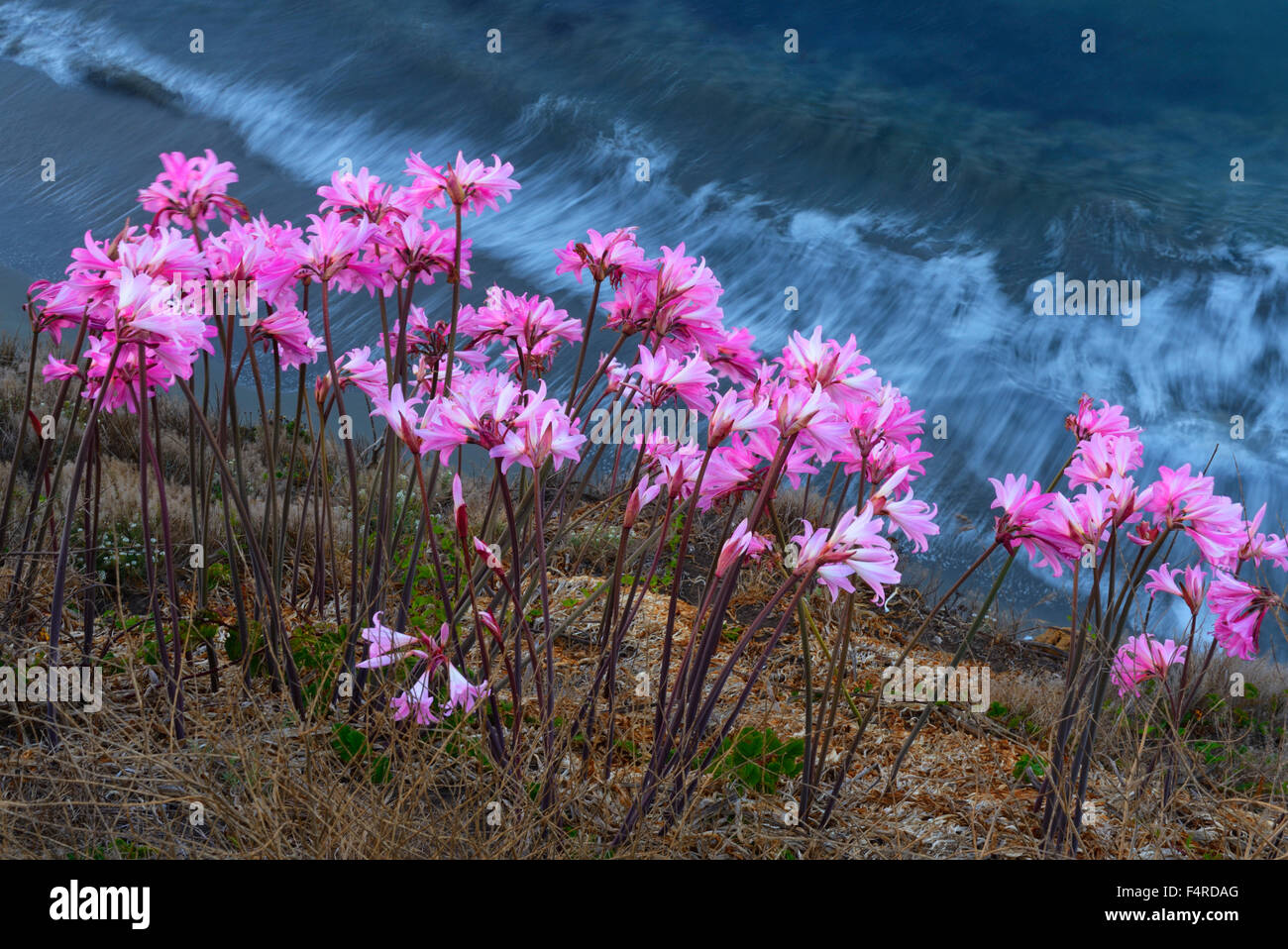 California Coast Beach Flowers Stock