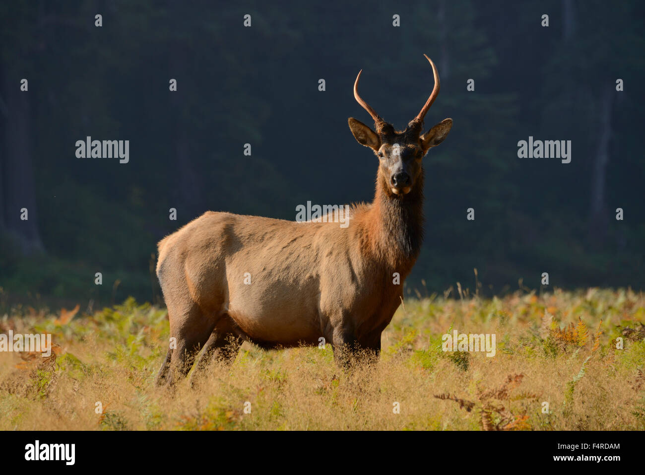 West coast forest hi-res stock photography and images - Alamy