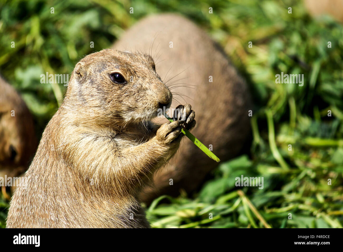 Lemming standing hi-res stock photography and images - Alamy