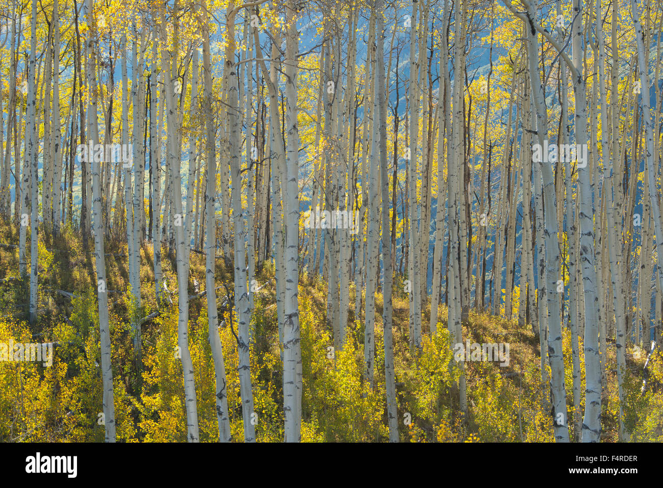 USA, UnitedStates, America, Colorado, Rockies, Snowmass, Village ...
