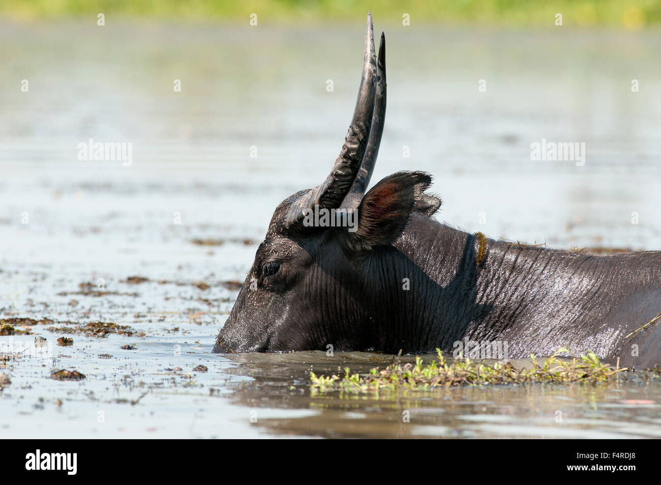 Buffalo bubalus bubalis hi-res stock photography and images - Alamy