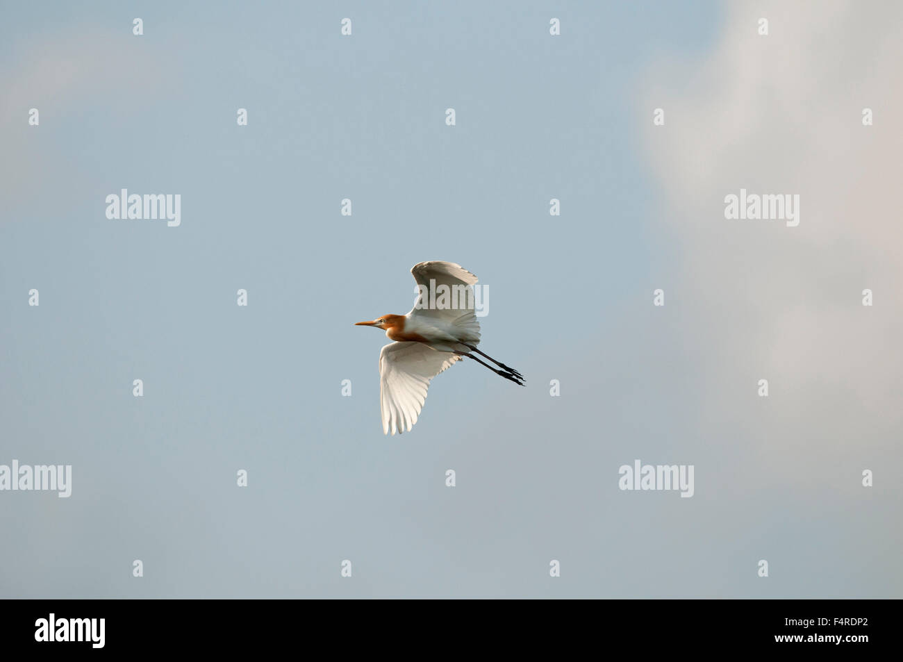 Eastern cattle Egret, flying, Bubulcus coromandus, Thailand, bird ...