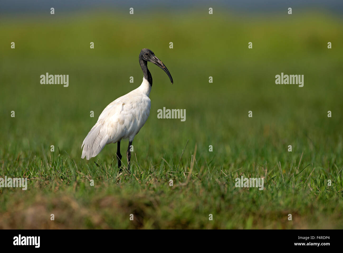 Black-headed Ibis, Ibis, Threskiornis melanocephalus, Thailand, bird ...