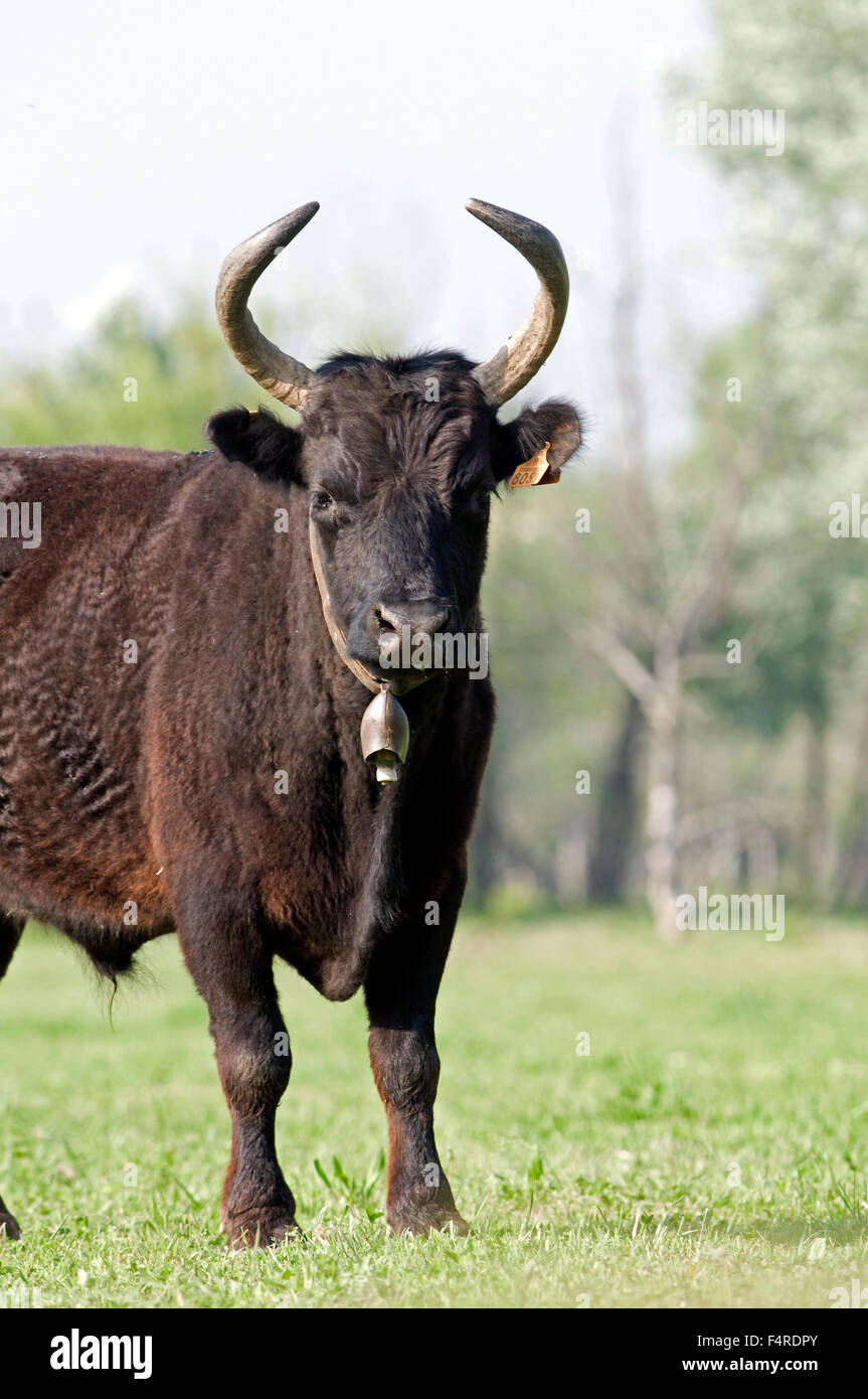 Camargue, cattle, bull, Bos taurus, France, vertical, mammal, breeding ...