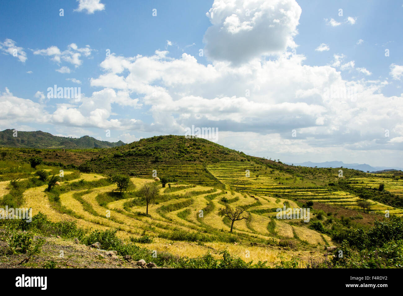 Traditional terraced fields of the Konso people, Ethiopia, Africa Stock ...