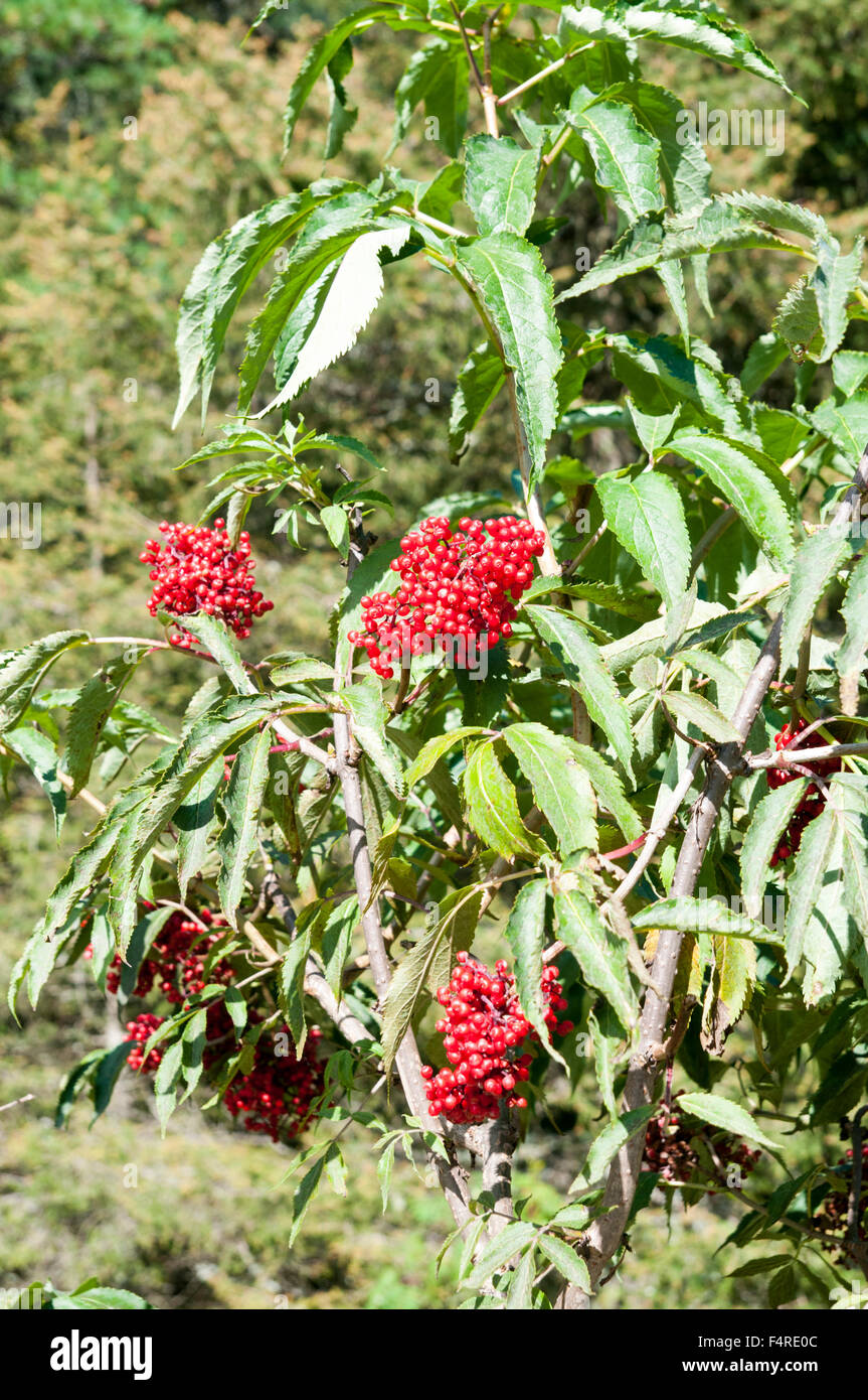 Close up of the red berries of rowan or mountain-ash tree (Sorbus ...