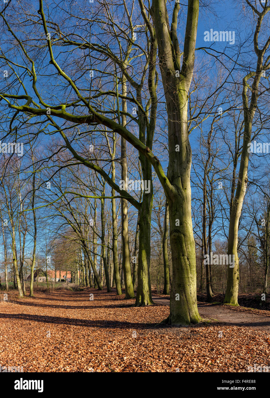 Netherlands, Holland, Europe, house, forest, wood, trees, winter ...