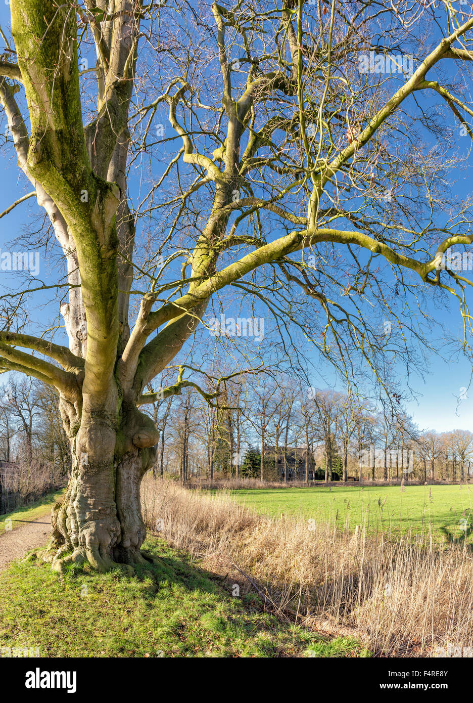 Netherlands, Holland, Europe, landscape, forest, wood, trees, winter ...