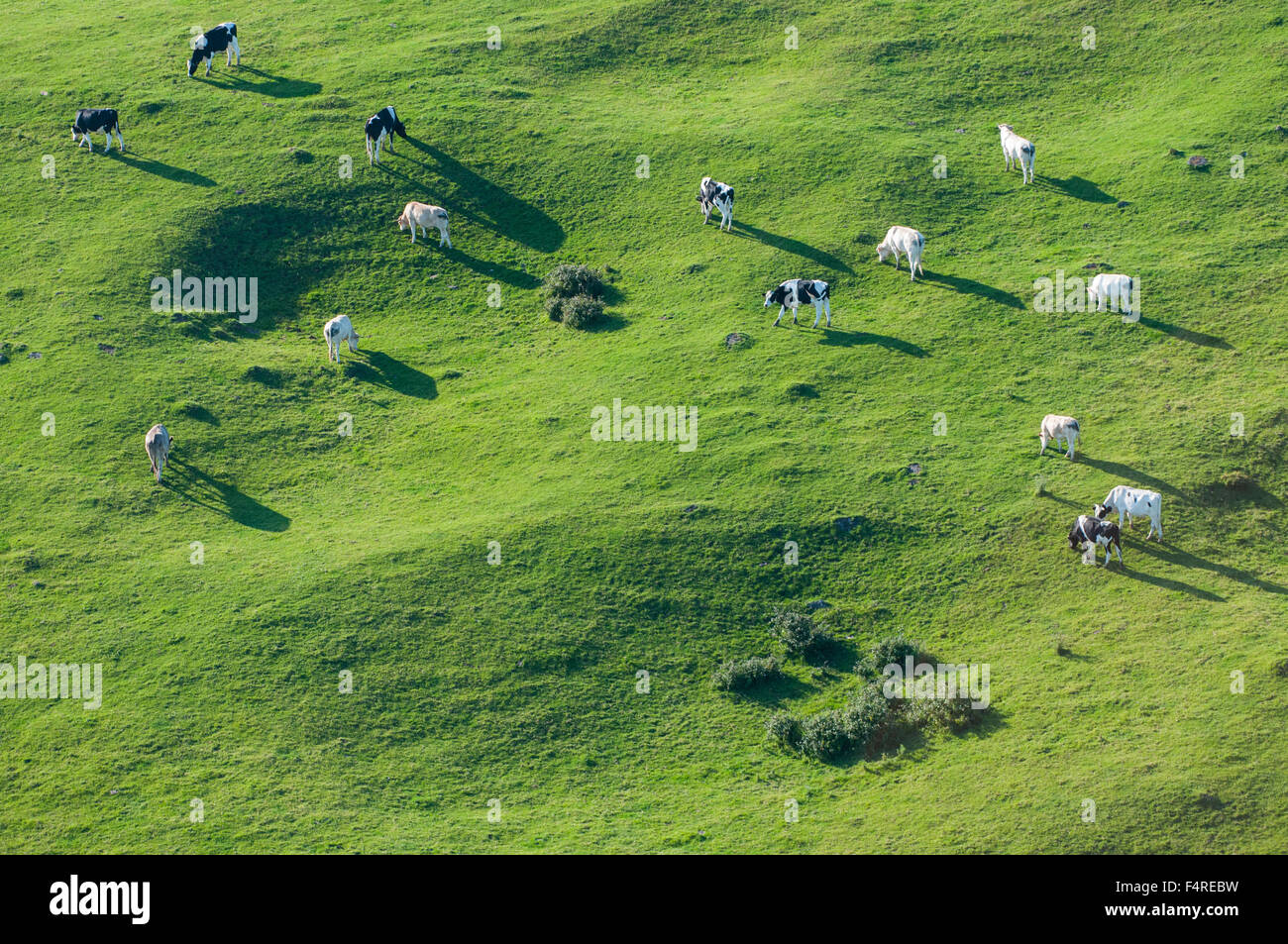 Aerial image of cows or cattle in the evening sunlight Stock Photo - Alamy