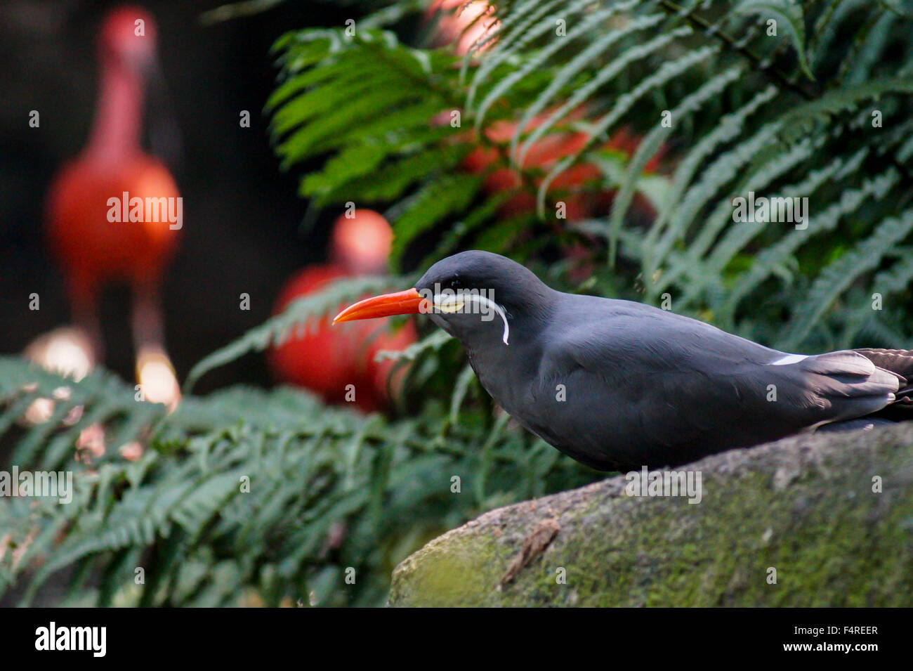 Inca tern Bird sitting in the forest Stock Photo - Alamy