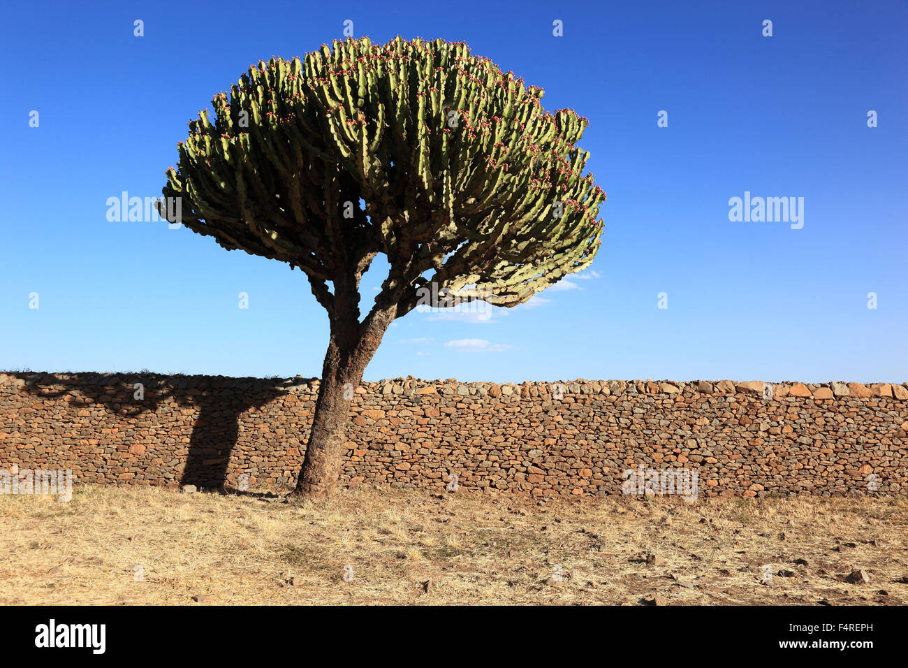Euphorbia tree hi-res stock photography and images - Alamy