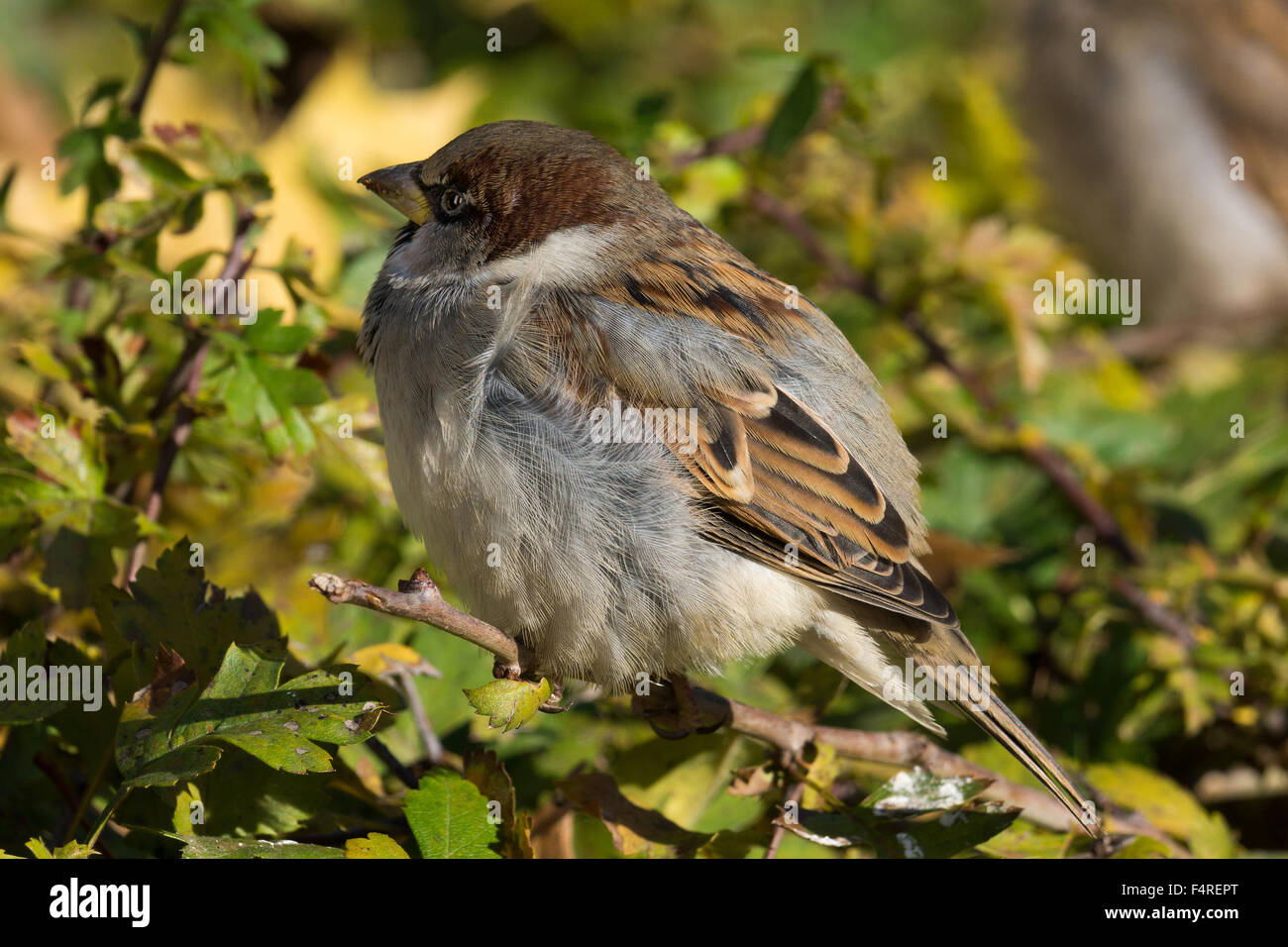The picture shows a sparrow sitting on a bush Stock Photo - Alamy