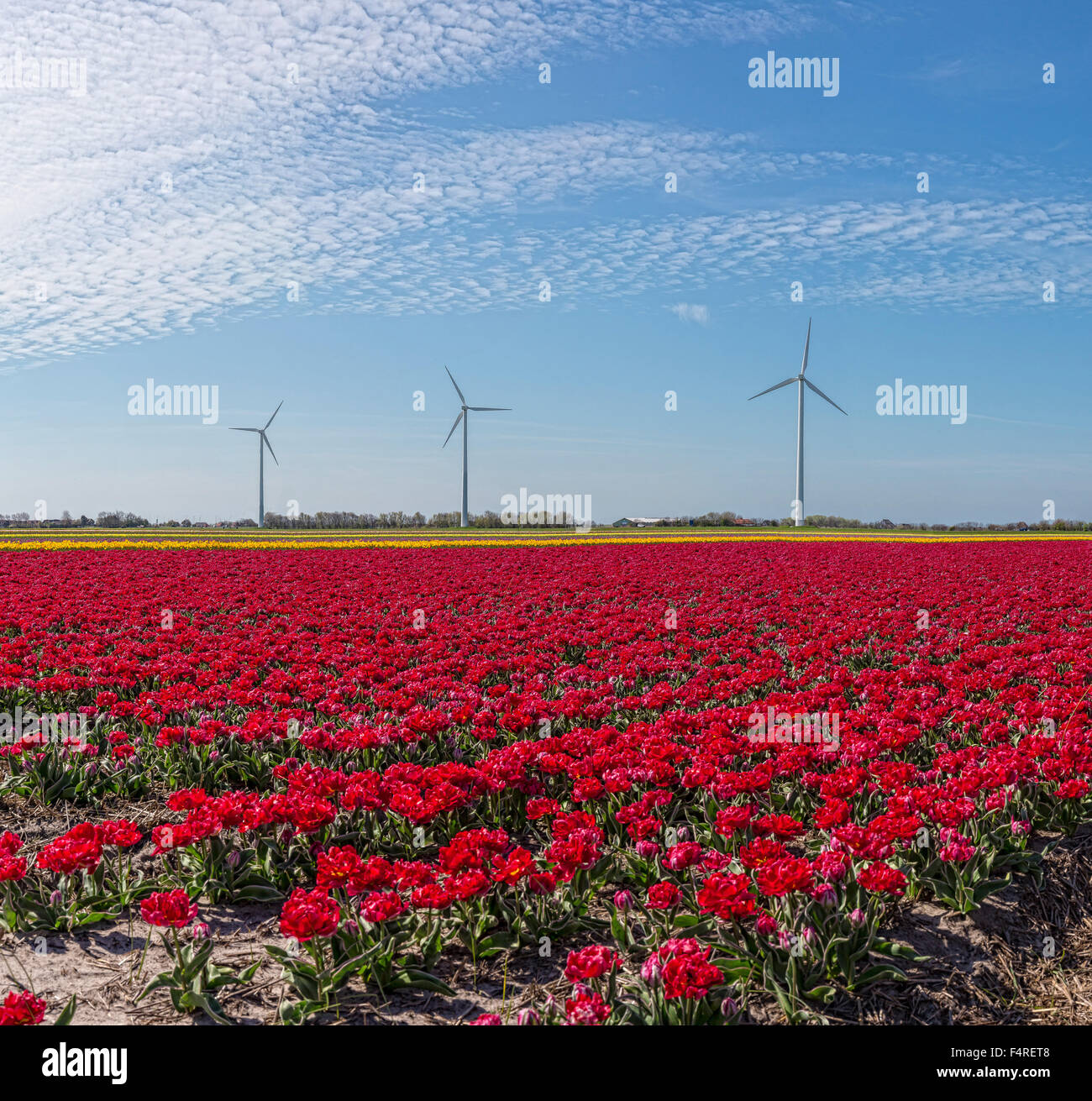 Red tulips and windmill hi-res stock photography and images - Alamy