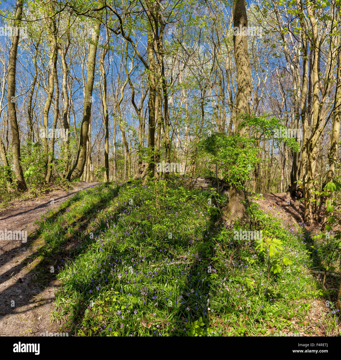 Netherlands, Holland, Europe, landscape, flowers, trees, spring ...