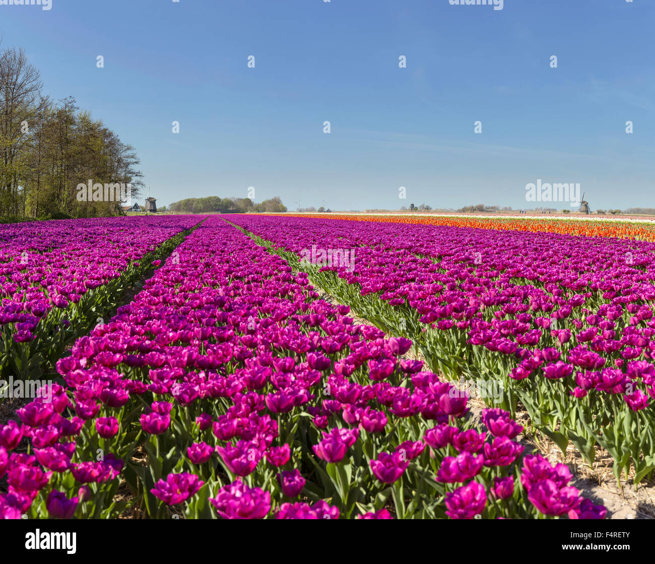 Netherlands, Holland, Europe, landscape, flowers, spring, bulb field ...