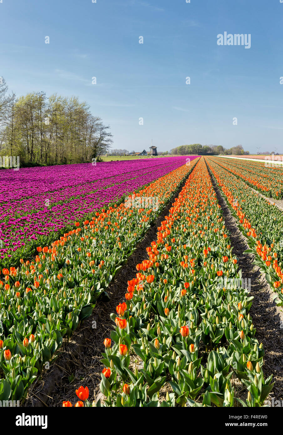 Netherlands, Holland, Europe, landscape, flowers, spring, bulb field ...