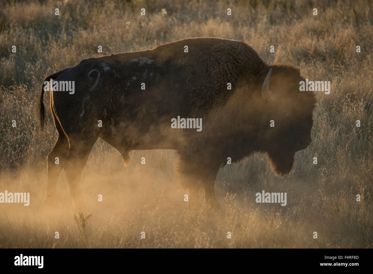 Wildlife of the great plains hi-res stock photography and images - Alamy