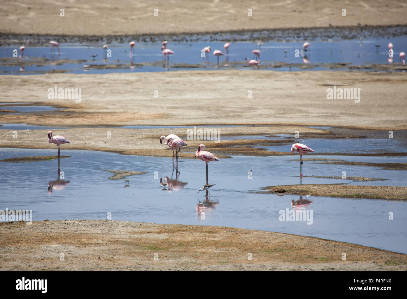 Africa, flamingo, Lake Manyara, national park, safari, travel, Tanzania ...