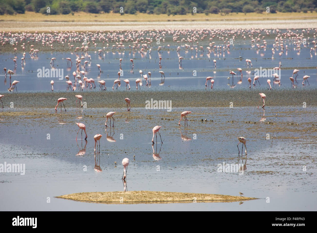 Africa, flamingo, Lake Manyara, national park, scenery, landscape ...