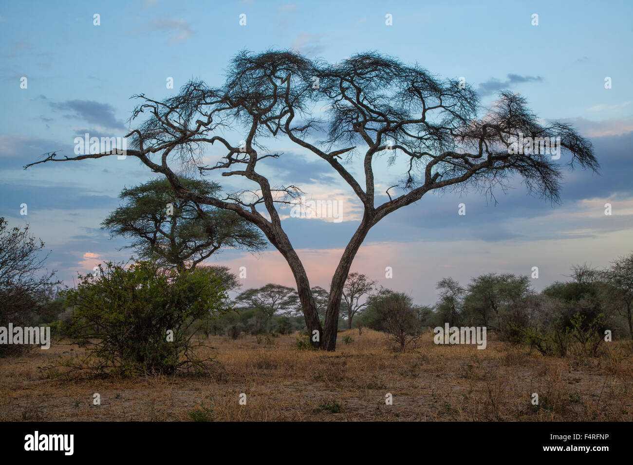 Tree landscape africa hi-res stock photography and images - Alamy
