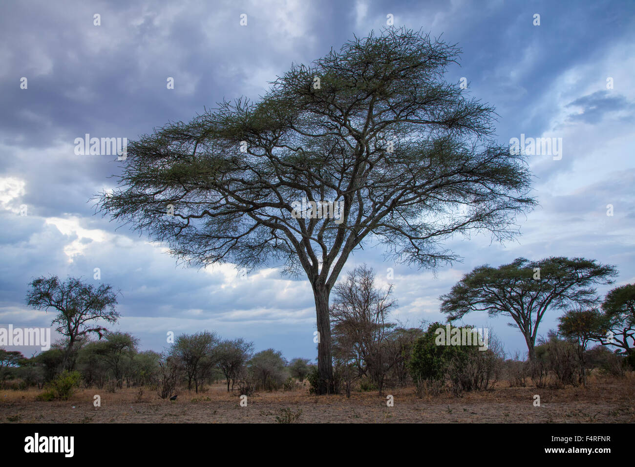 Acacia tree acacia trees hi-res stock photography and images - Alamy