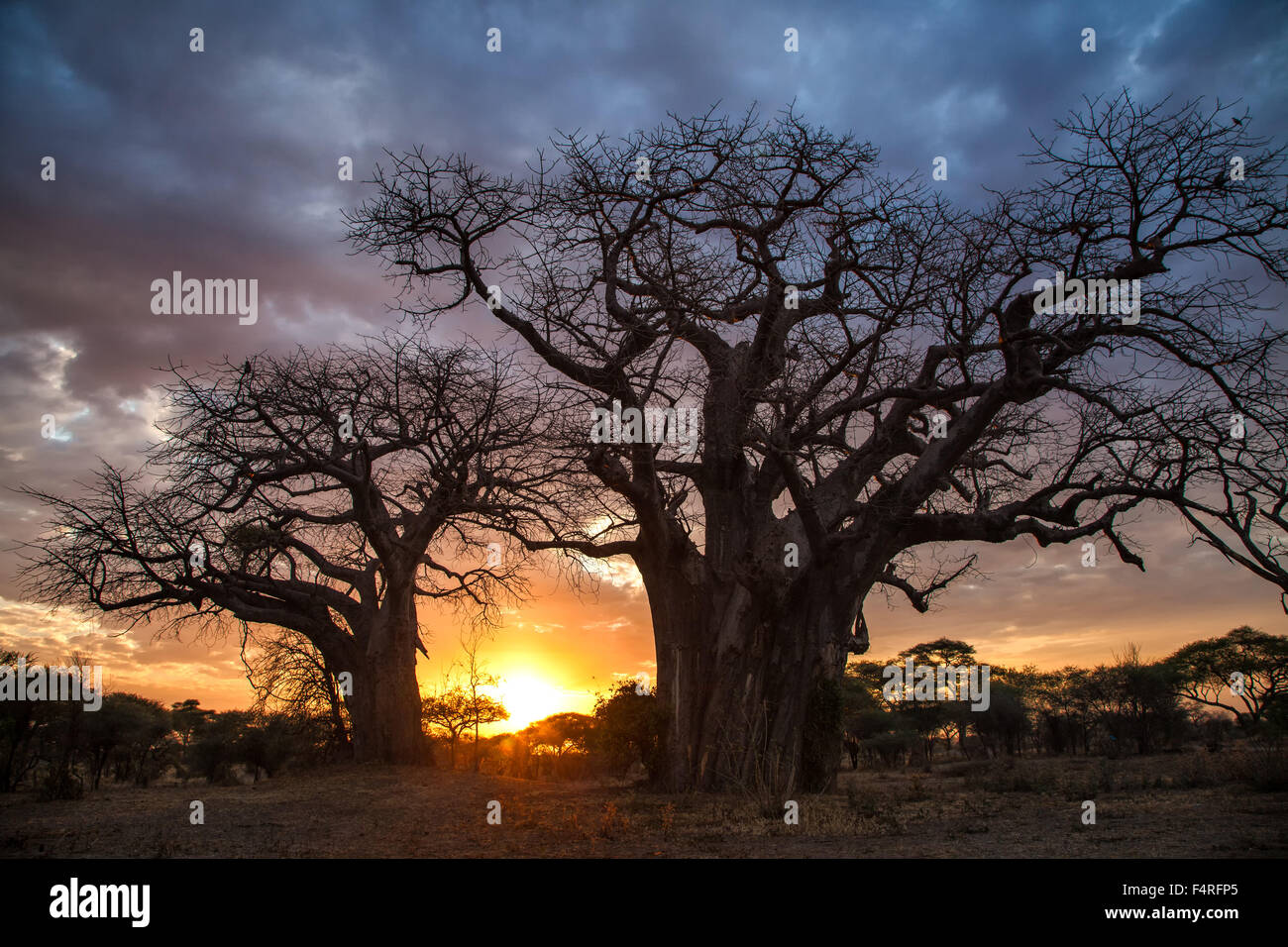 Africa, Baobab, adansonia digitata, trees, scenery, landscape, mood ...