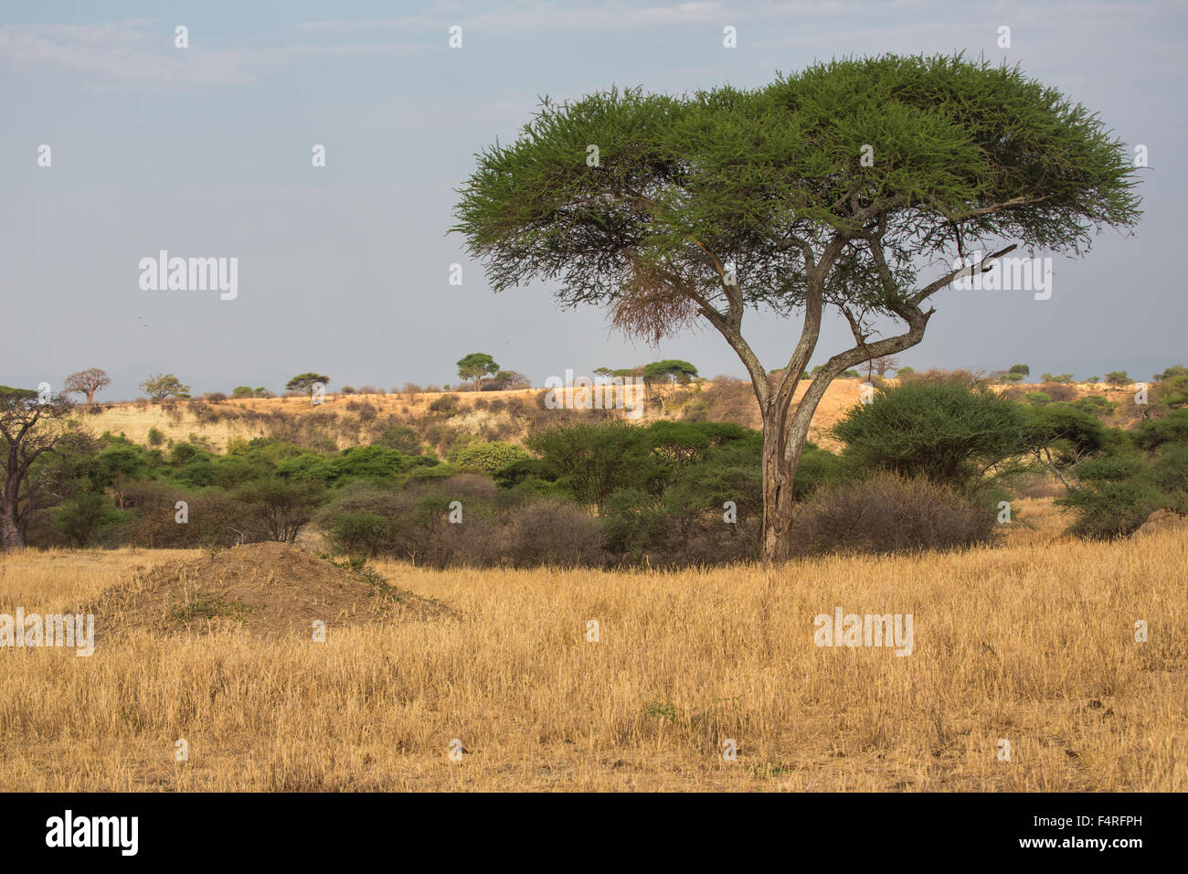 Savanna africa acacia hi-res stock photography and images - Alamy