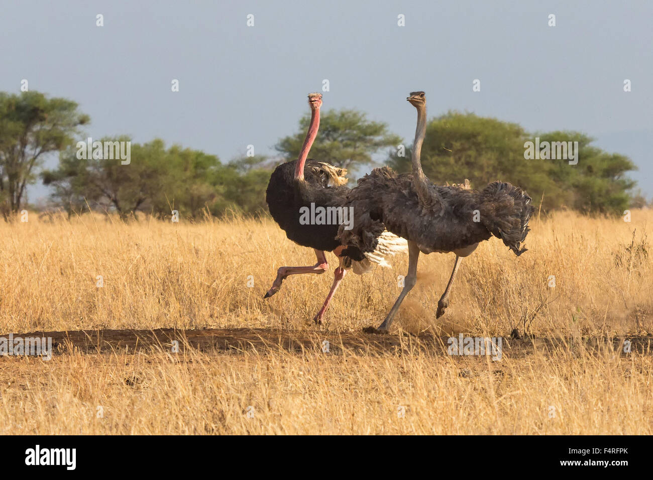 Africa, African, ostrich, scenery, landscape, safari, travel, savanna ...